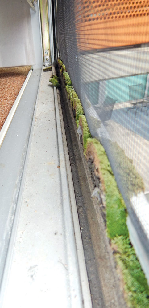 Window Receptors: Notes From the Field | IIBEC