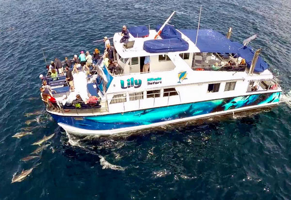 lily-and-bow-riding-dolphins_copyright-dolphin-safari-web | IIBEC